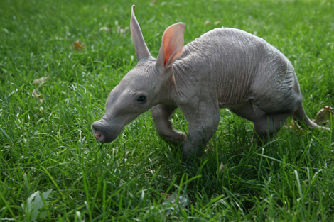 Amazing Aardvark - Aardvarks Facts, Photos, Information, Habitats, News ...