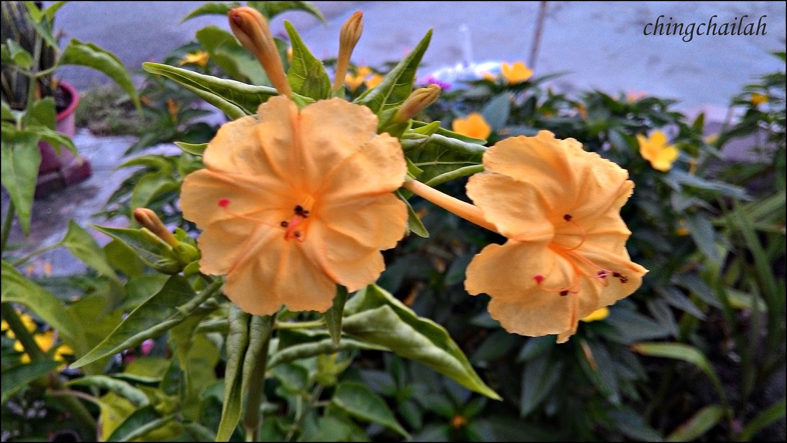 Simple Living In Nancy: Growing 4 O'Clock Flower (Mirabilis Jalapa) In ...
