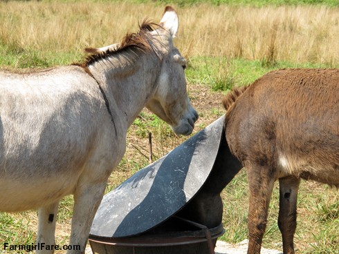 Farmgirl Fare: Tuesday Baker's Dozen Dose of Seven Donkey Cute