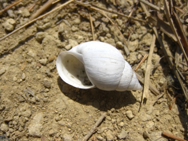 Durango Texas: Sea Shells On The Tandy Hills With Shotgun Shells ...