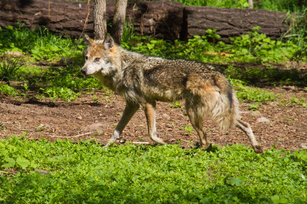 #Terra: Nacen cuatro crías de lobo mexicano, especie en peligro de ...