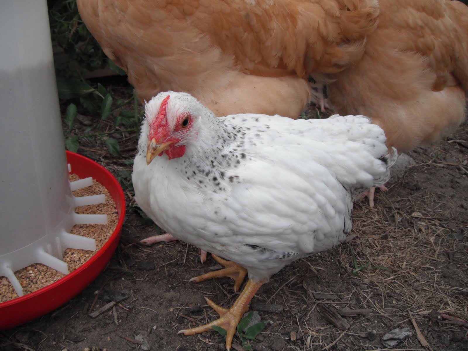 FARM LIFE LESSONS: #19 - Chicken Lesson with Rodent and Panic