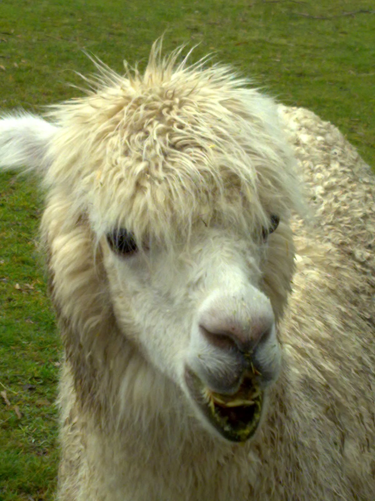A day in the life: When Alpaca's spit...
