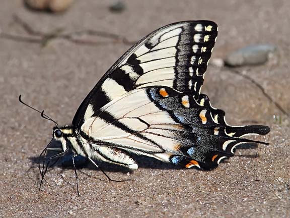 Ecobirder: Eastern Tiger Swallowtail