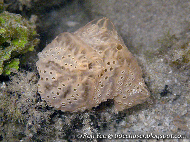 tHE tiDE cHAsER: Ascidians & Other Tunicates (Phylum Chordata ...