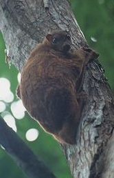 Facts of Leyte and Samar Islands, Philippines: Eastern Samar (Animal ...