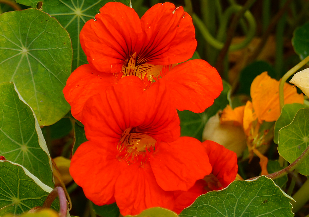 Pokloni mi cvet: Tropaeolum majus