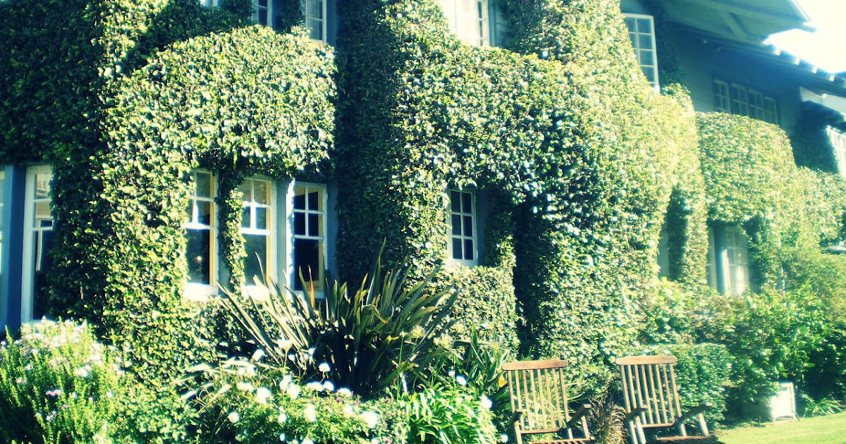 Cara Menanam Tanaman Dolar Rambat Di Tembok Halus Dan Kasar