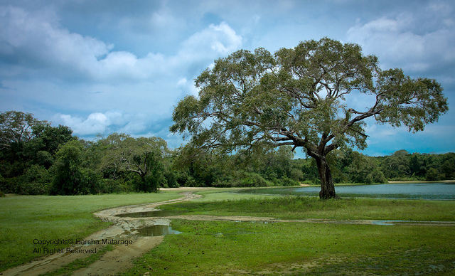 WILPATHTHU NATIONAL PARK
