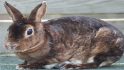 Konijnenhouden.nl - Konijnenrassen | Opvoeding | Verzorging: Konijnenrassen