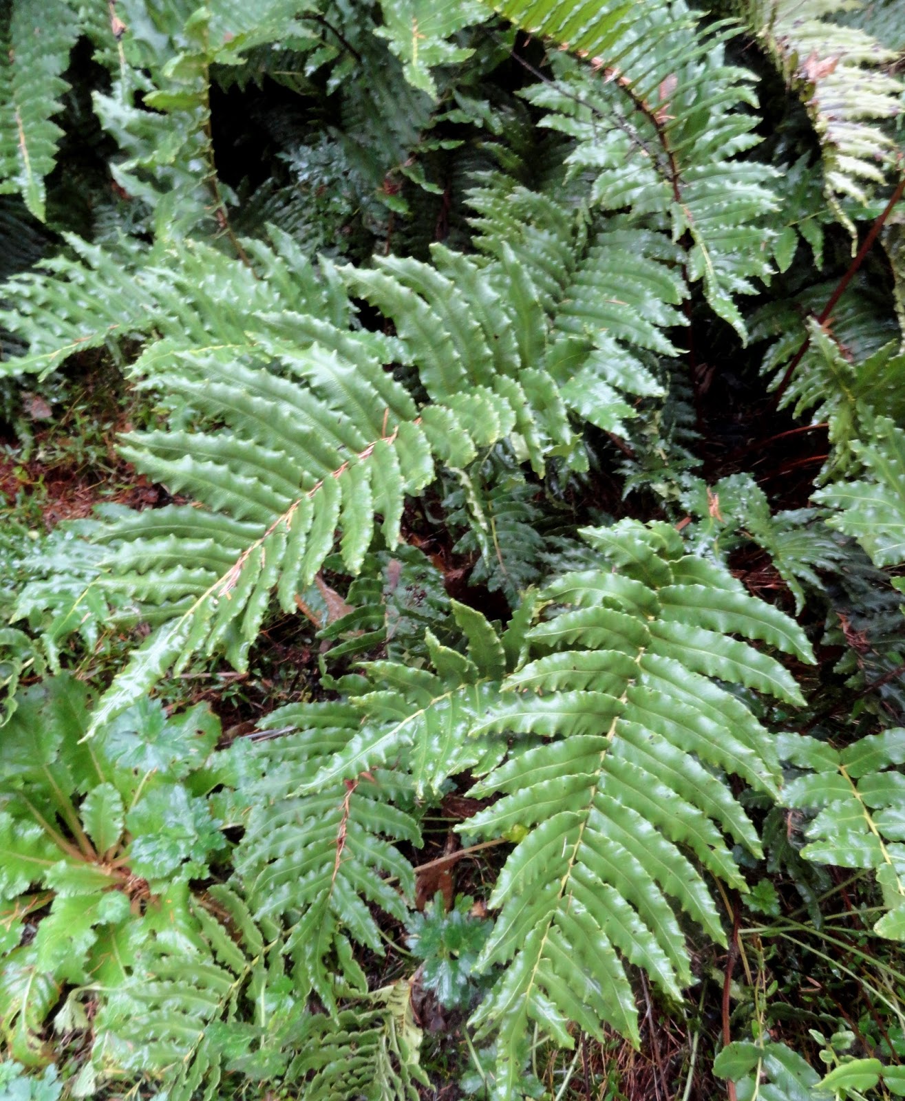 danger garden: The Rhododendron Species Foundation Botanic Garden (itself)