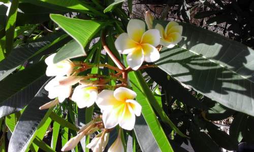 Cari Gambar Bunga Khas Bali