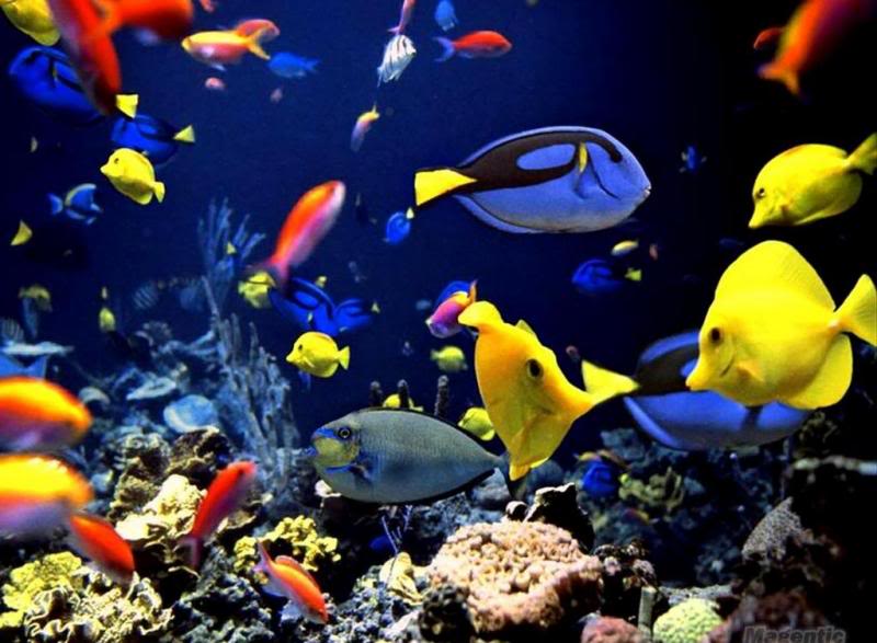 Gambar Ikan Yang Sangat Indah | Kumpulan Gambar