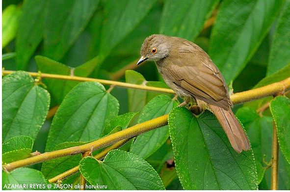 Borneo Island, Awaken To A Different World: Bird - Spectacled Flowerpecker