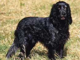 Pasemski psi: Pikardijski ptičar