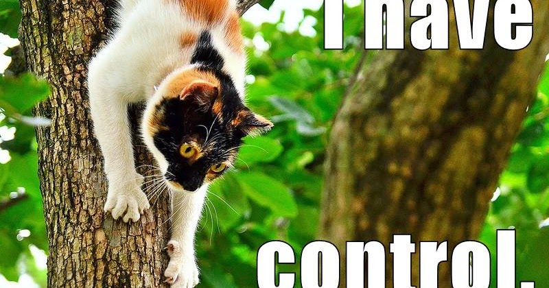 Growth Mindset: Exploring Growth Mindset Cats