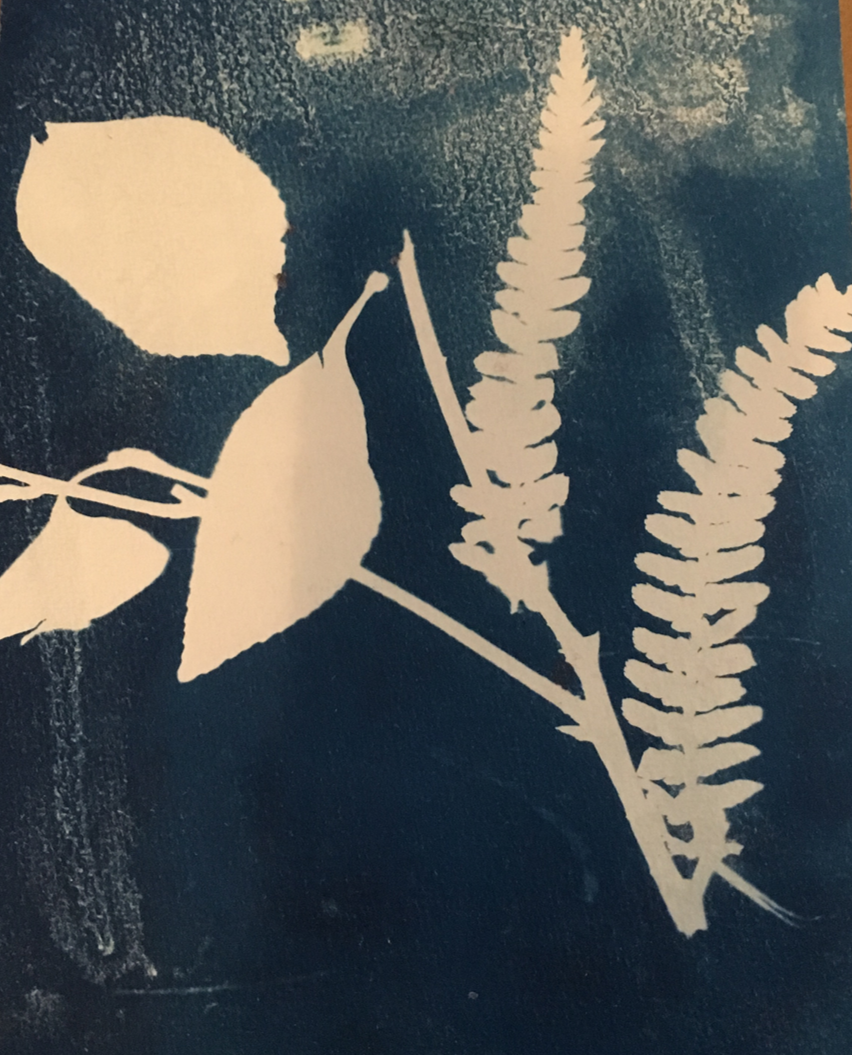 Photograms and Cyanotypes (Sept17) Photography