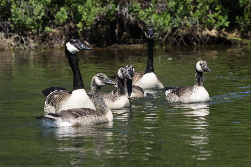 Birding Is Fun!: The Family Life of Canada Geese