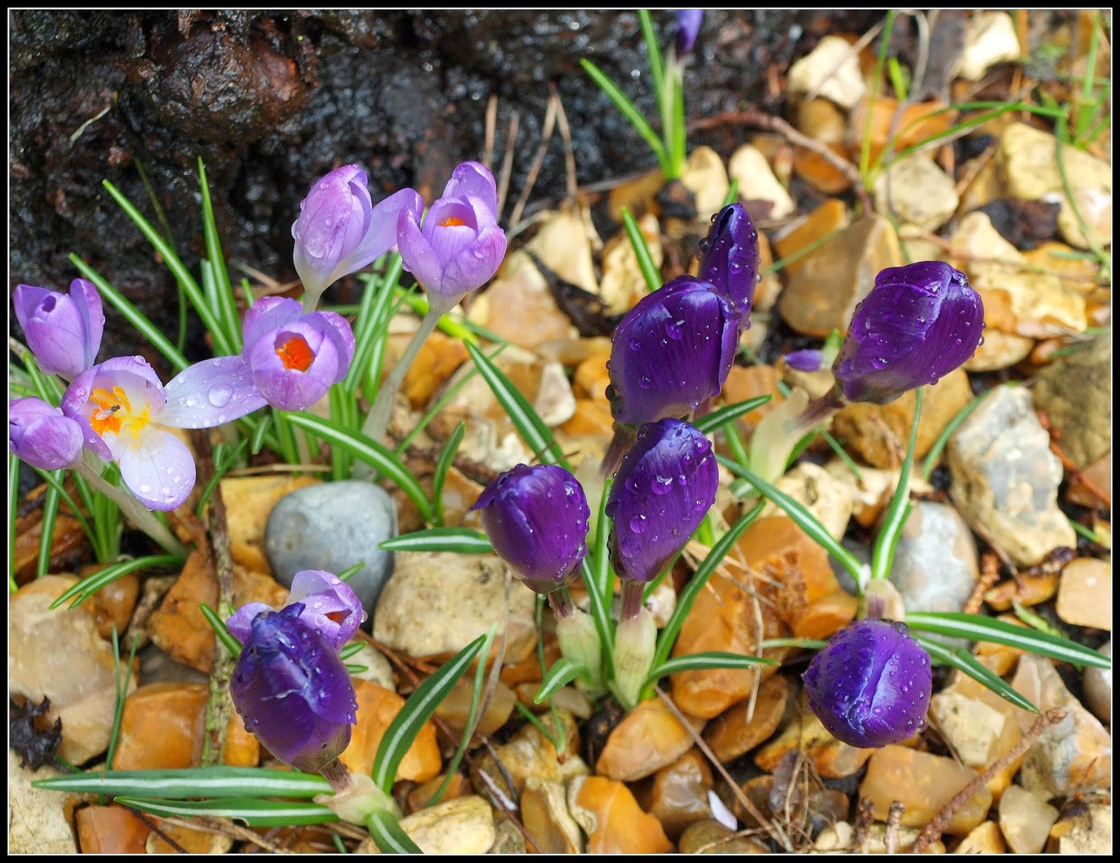 Mark's Veg Plot: Crocus showcase