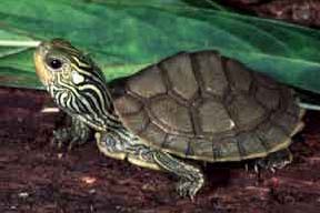 TORTUGA MAPA - MASCOTAS EXÓTICAS Y MÁS