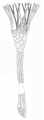 Variety of Life: Crinoidea