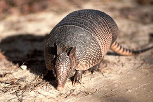 Sabor y Cultura de Brasil: Tatú