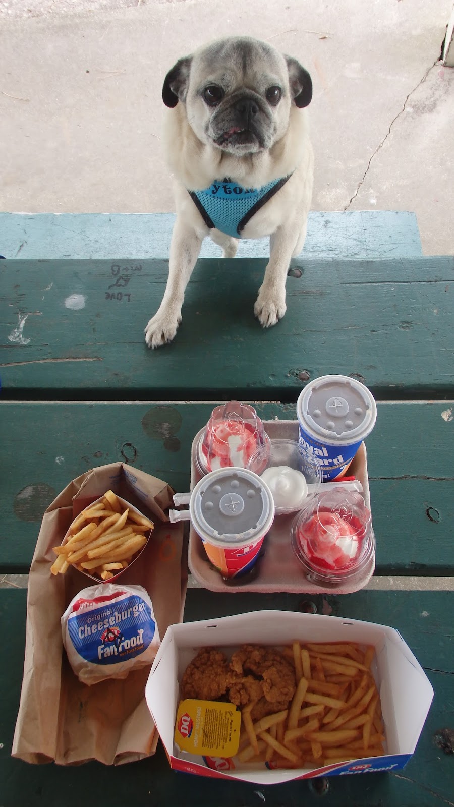 A Day in the Life of Pugs