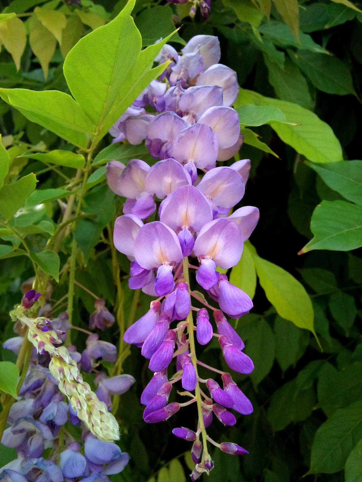 Árboles con alma: Glicina (Wisteria sinensis)