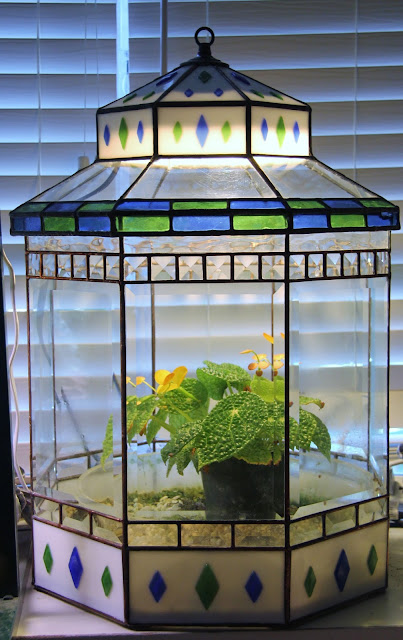 BirdCam on Cheltenham: Stained Glass Terrarium with Begonia Microsperma