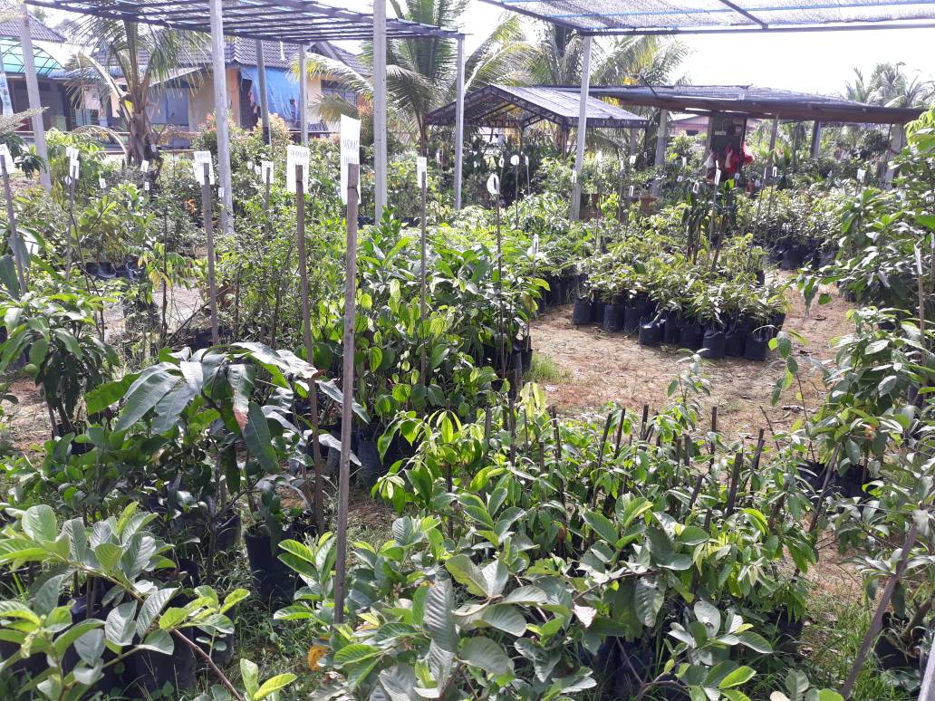 Cita Tani Nursery (NS015495-D): Benih Jambu Batu Seedless