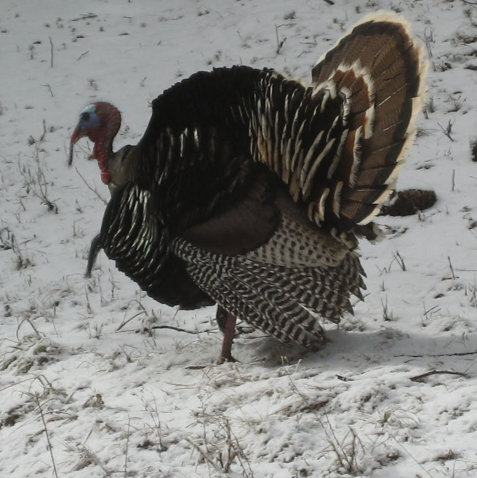 Starwood Quilter: Turkey Tracks Quilt Block, Version II