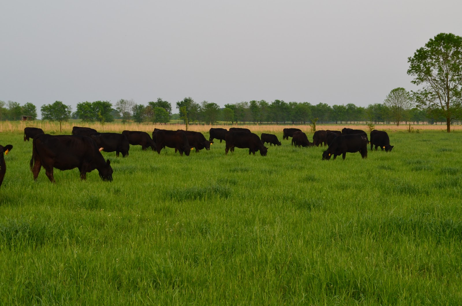 CK Cattle: Spring Rotational Grazing