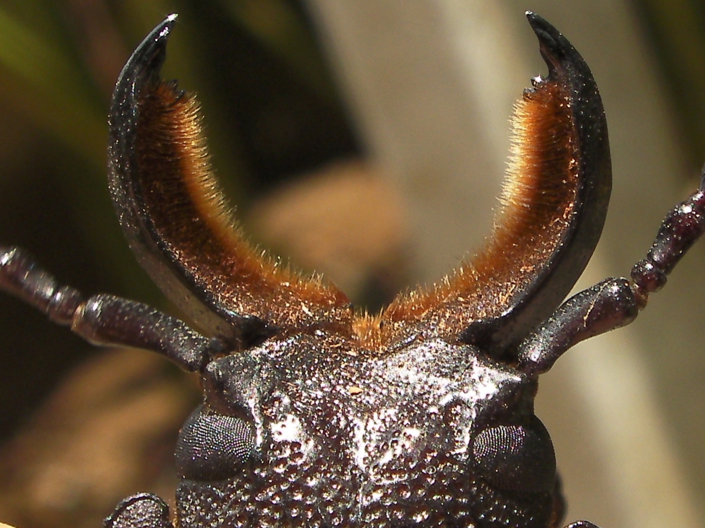 Quaoar Power Zoo: Stag Beetle of Costa Rica