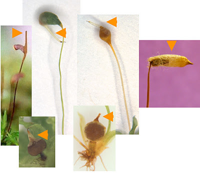 Moss Plants and More: January 2012