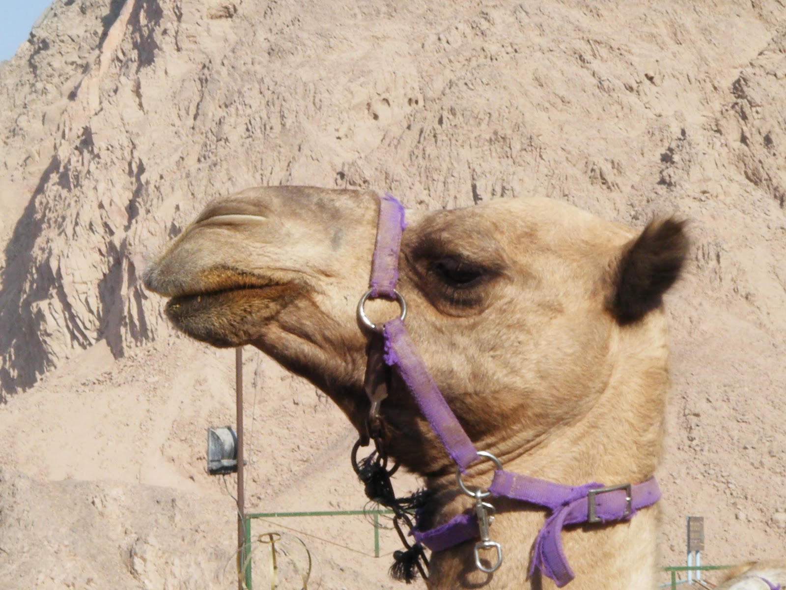 Love For His People: Camel. Ride. Negev Desert in Israel.