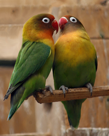 Amazing Lovebirds : Love Bird Information and Pictures | Most ...