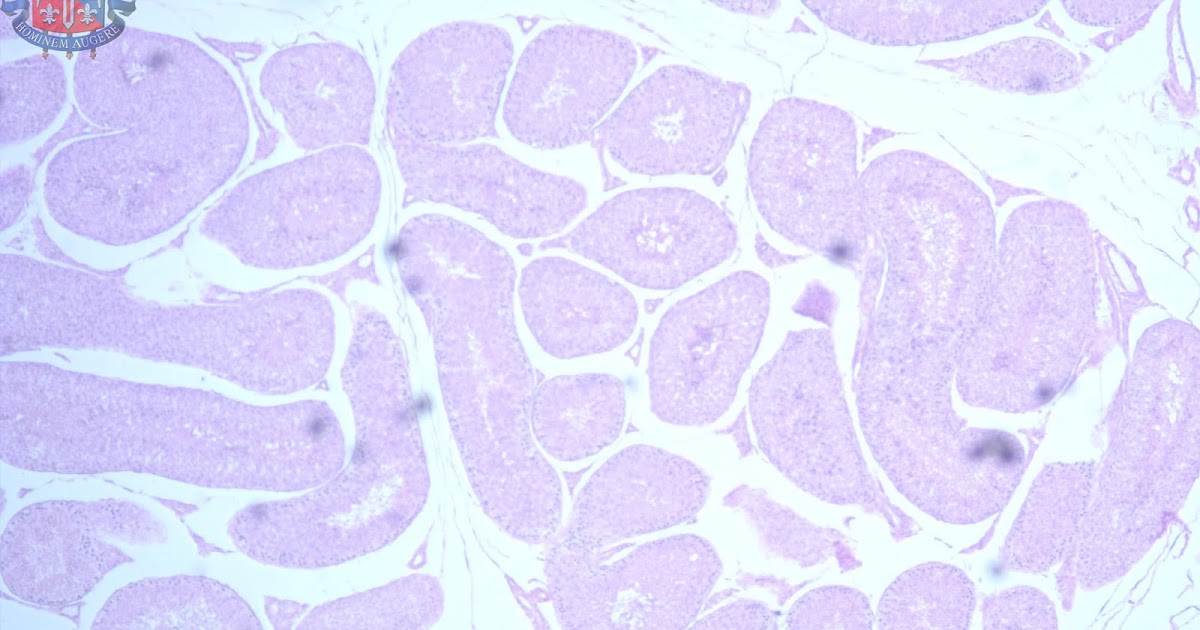 Atlas virtual de histologia e patologia: TESTÍCULO