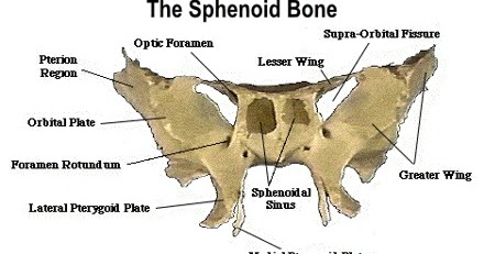 INFO BODY PARTS: THE SPHENOID BONE.