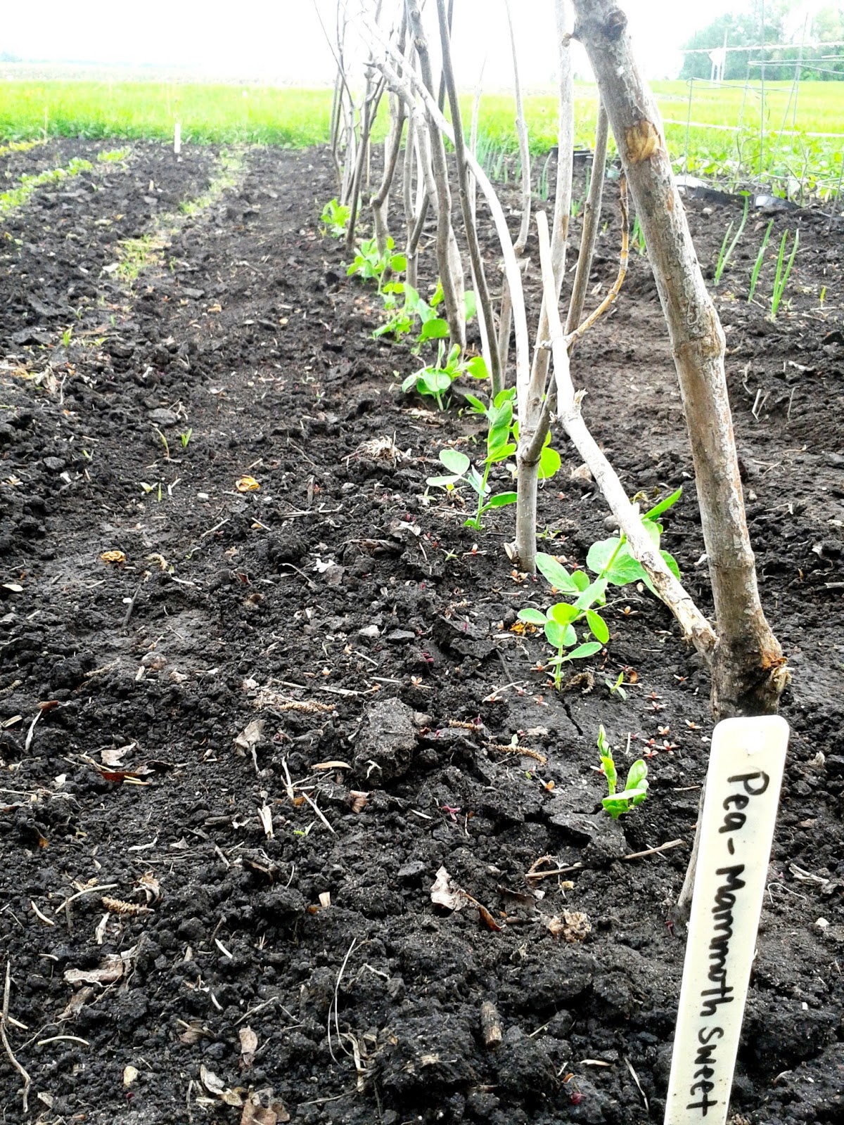 Organic Pea & Bean Staking Method | Urban Femme to Farmer's Wife
