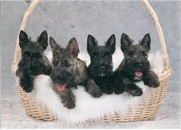 Rules of the Jungle: Scottish terrier puppies