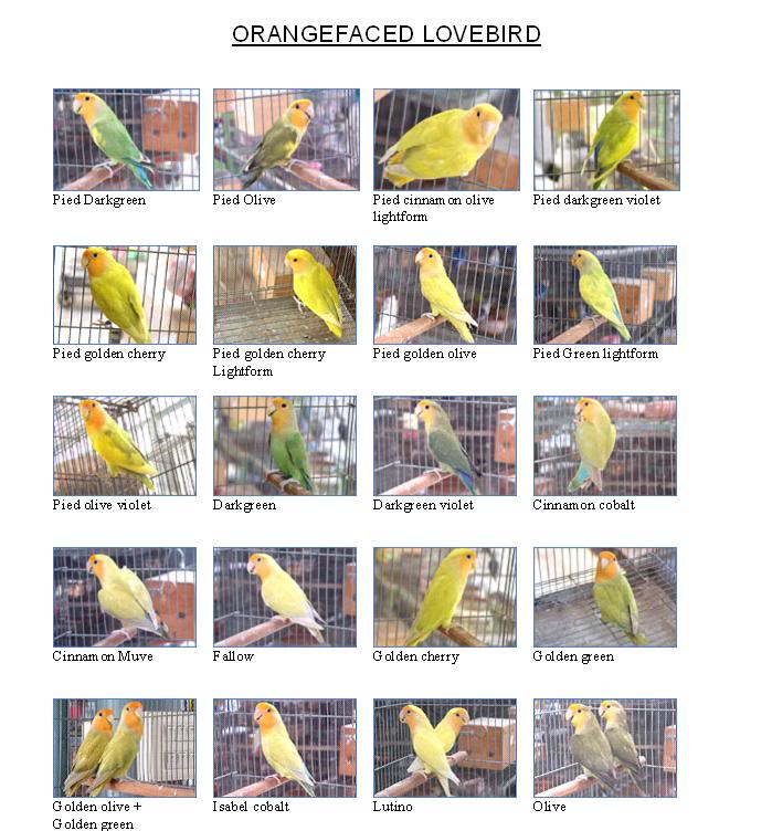 pecintaParbeng: JENIS-JENIS LOVEBIRD