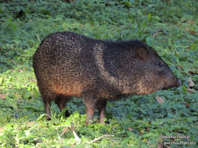 Argentina nativa: Pecarí de collar (Pecari tajacu)