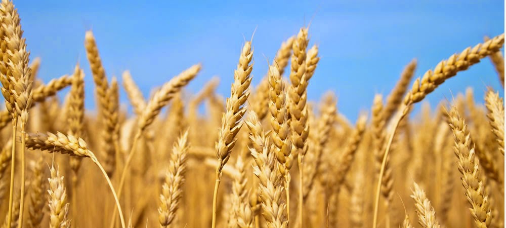 El Trigo de Simón y Guzmán: Origen