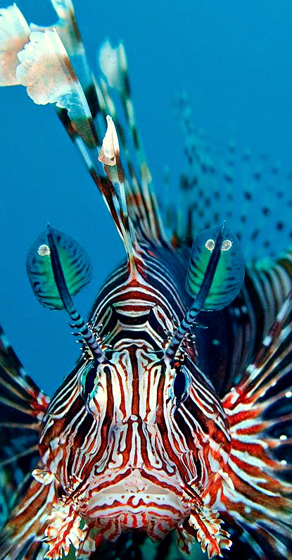 BIENVENUE SUR UNIVERS: LES YEUX DE LA MER