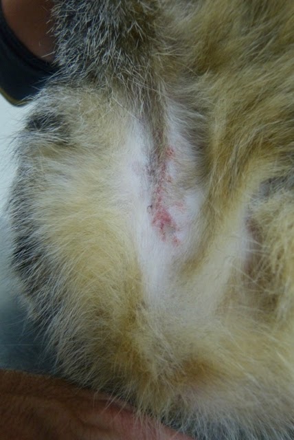 Dermatologia Clinica Veterinaria Dirus: Dermatologia Felina : Atopia