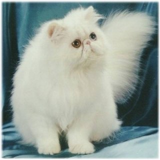 Animales: el gato belga