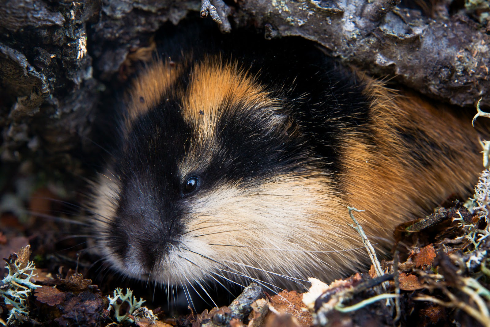 Roger Brendhagen: Fjellrev