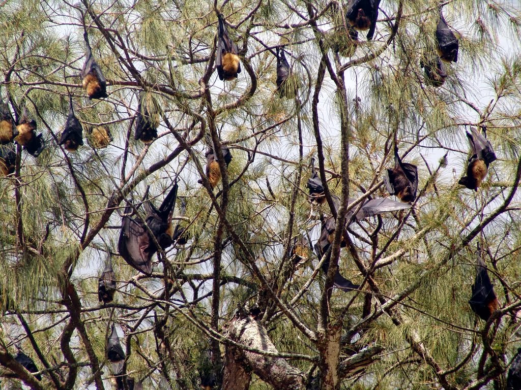 inkspired musings: Bats in my Belfry