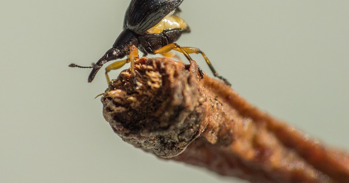 Compis: Gorgojo o Picudo