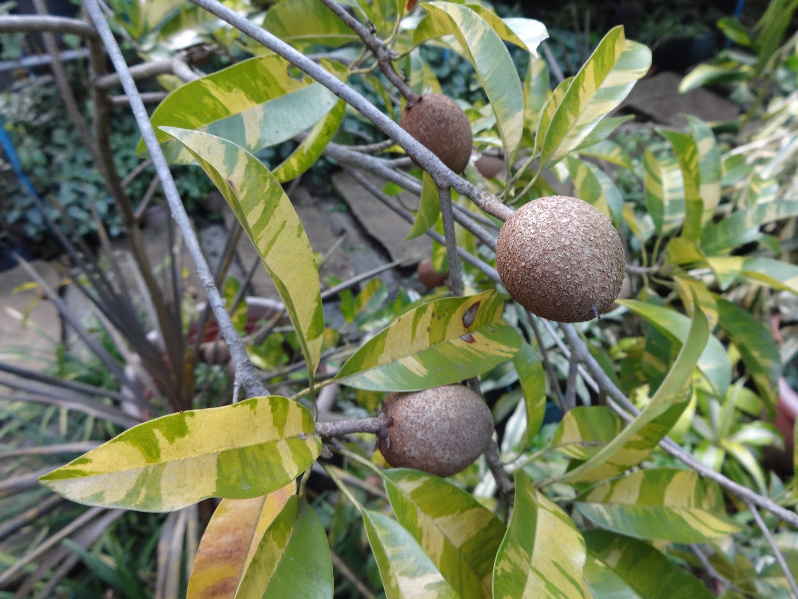 Herbs from Distant Lands: Manilkara zapota - Sapodilla, Chico, Chicle